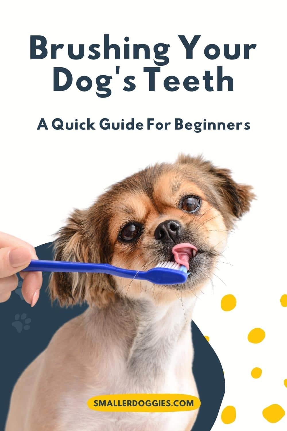 Brushing Your Dog's Teeth: A Quick Guide - Smaller Doggies